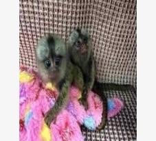  Capuchin/Marmoset Monkeys Whatsapp/Viber +48785742139